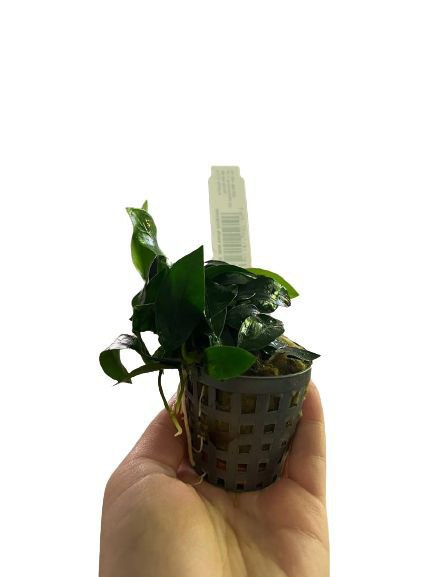 Anubias nana mini > Trendwise - Growise
